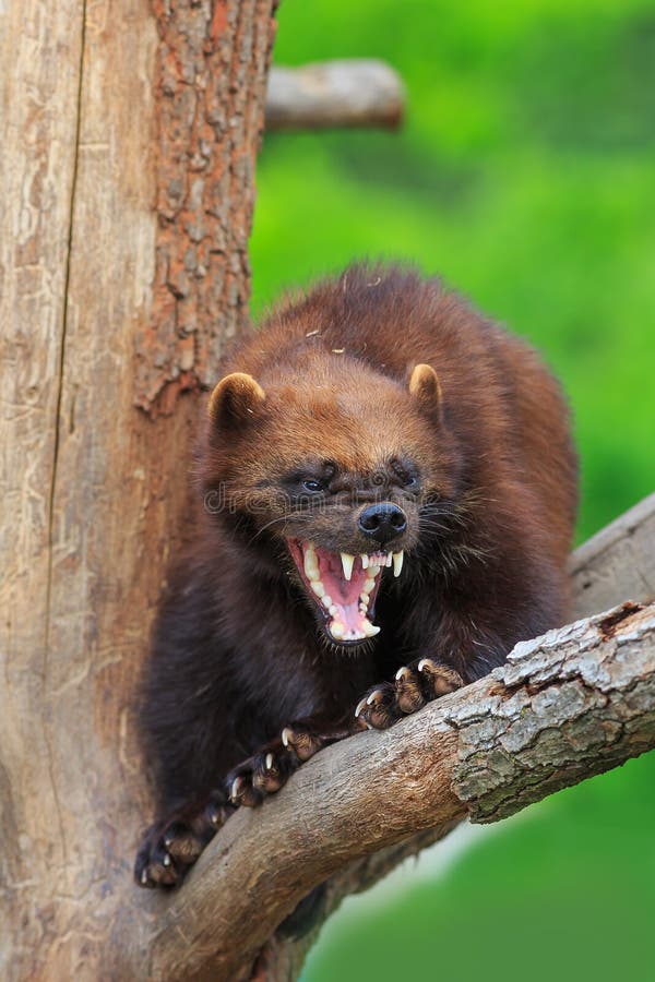 The Wolverine Gulo Gulo Very Upset and Angry Stock Photo - Image of ...