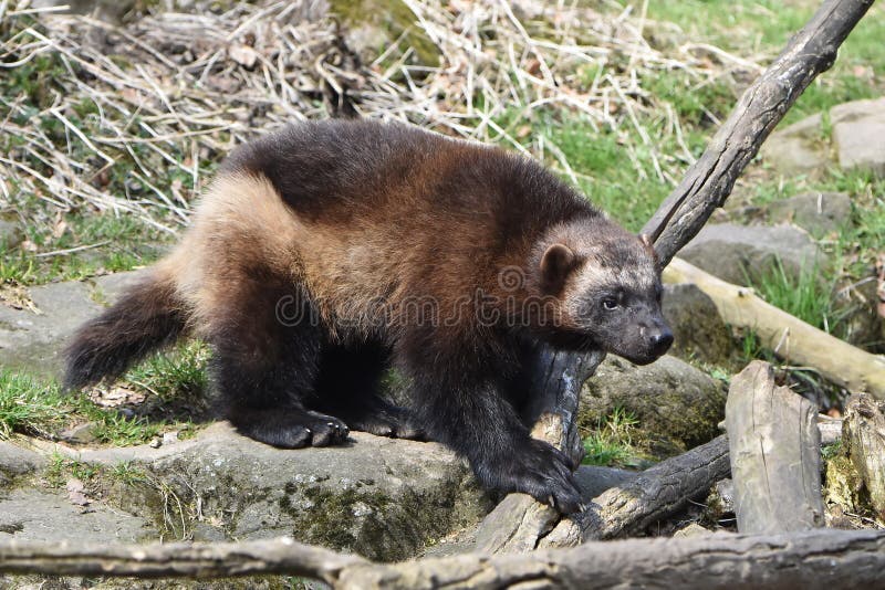 Wolverine (gulo gulo) stock image. Image of mammal, wildlife - 55045009
