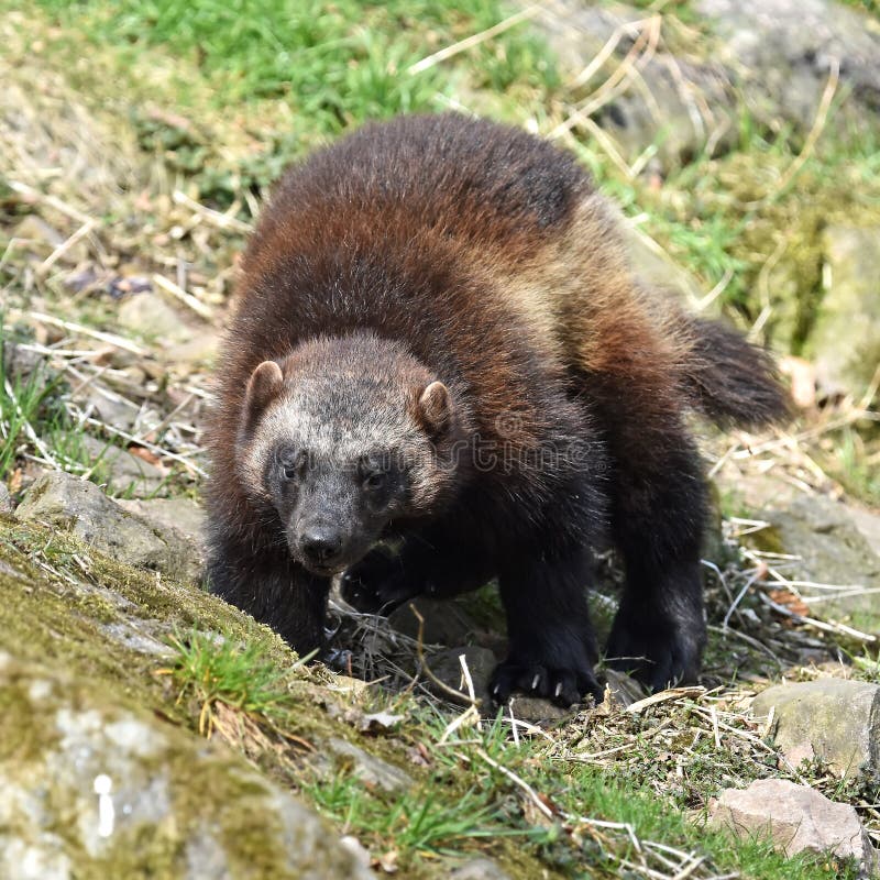 Wolverine (gulo gulo) stock photo. Image of wildlife - 55045366