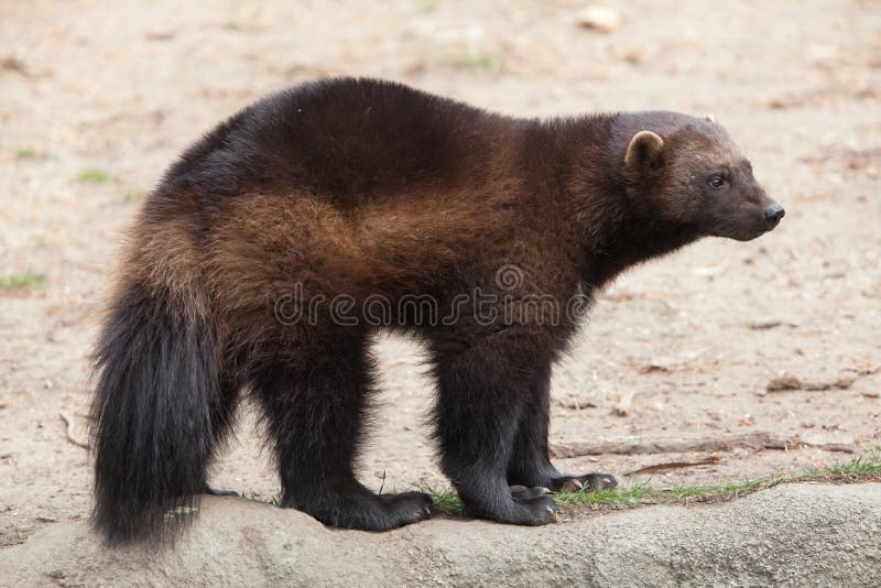 Wolverine Gulo gulo stock image. Image of gluttons, mustelidae - 100396817