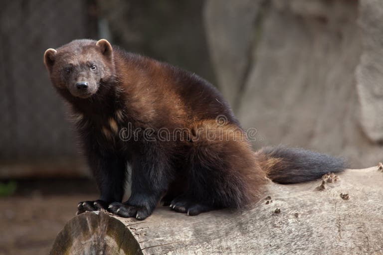 Wolverine Gulo gulo stock image. Image of glutton, animals - 104749701