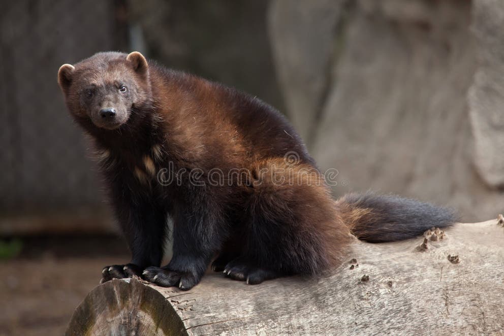 Wolverine Gulo gulo stock image. Image of glutton, animals - 104749701