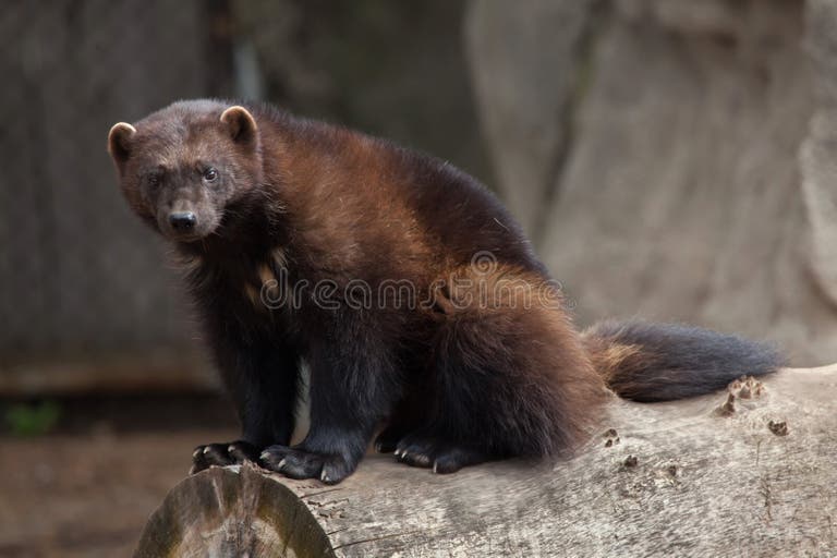 Alaska Wolverines Stock Photos - Free & Royalty-Free Stock Photos from ...