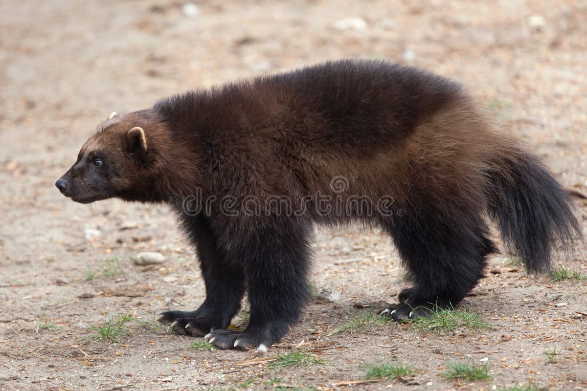 Alaska Wolverines Stock Photos - Free & Royalty-Free Stock Photos from ...