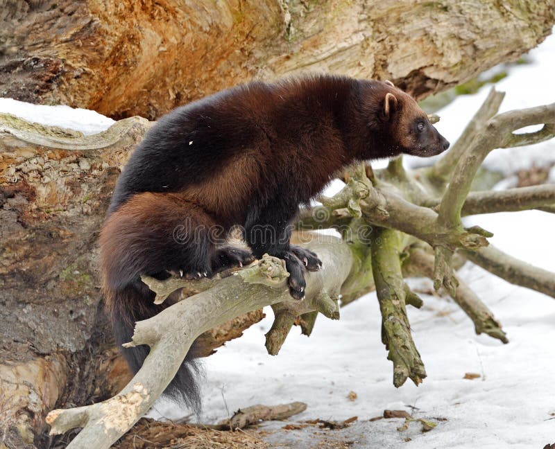 Wolverine Gulo gulo on log stock photo. Image of animal - 114364032