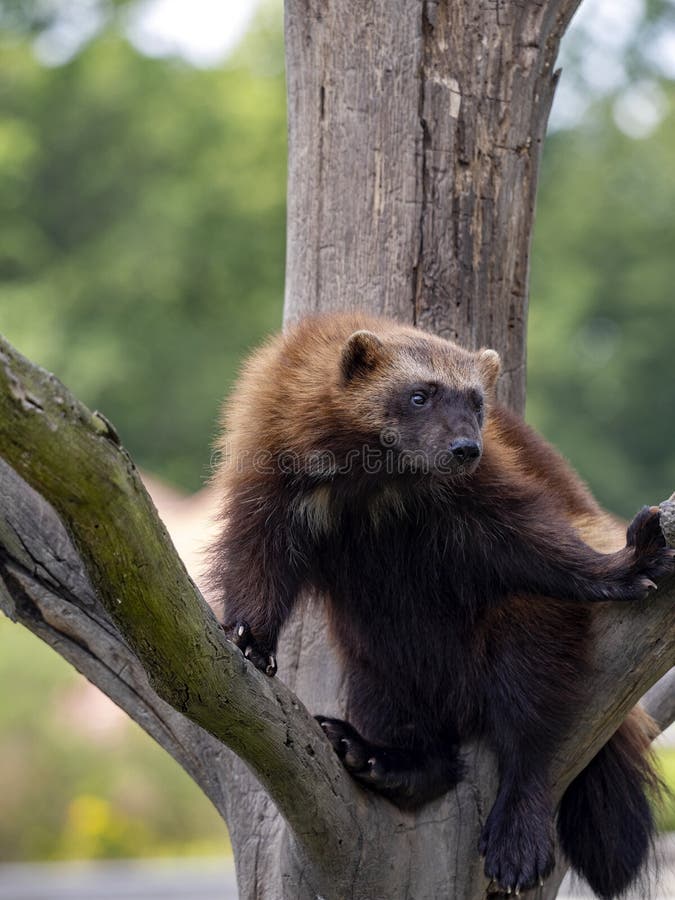 Wolverine, Gulo Gulo, a Strong Beast, Looks Around in a Tall Tree Stock ...