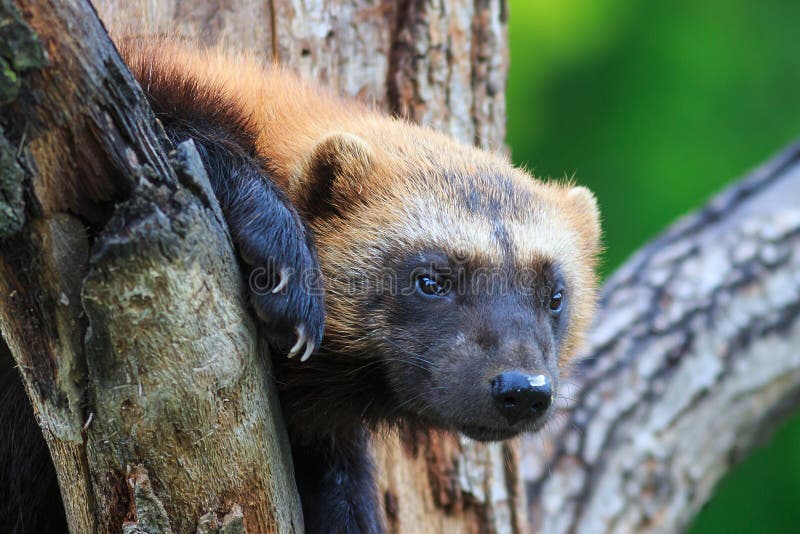 Wolverine Gulo Gulo Fiercely Showing His Teeth Stock Photo - Image of ...