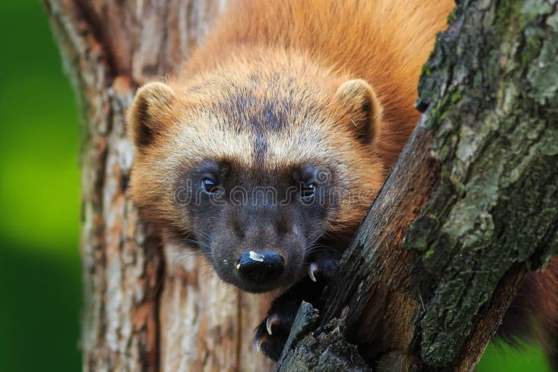 Wolverine Gulo Gulo Fiercely Showing His Teeth Stock Photo - Image of gulo, aggressive: 260256078