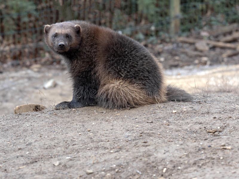 Wolverine, Gulo Gulo, is a Very Agile Strong Beast Stock Photo - Image ...