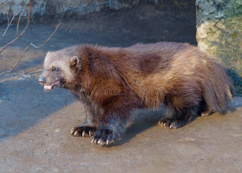 Wolverine stock photo. Image of color, tail, claws, fluffy - 88251830
