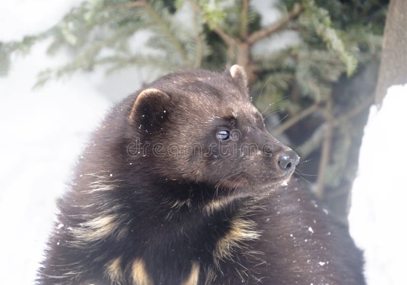 Wolverine stock image. Image of fluffy, paws, wolverine - 73031427