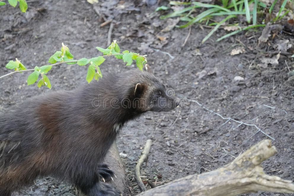 Wolverine looking out stock image. Image of face, mammalia - 277187113