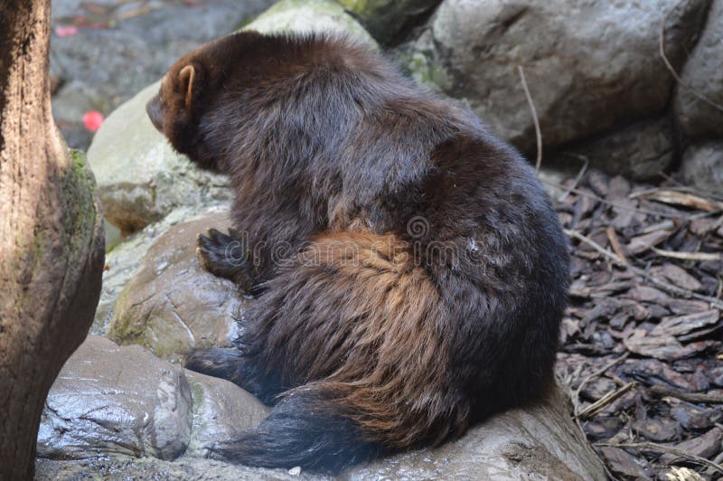 Wolverine stock photo. Image of travel, perspective, spring - 96937028