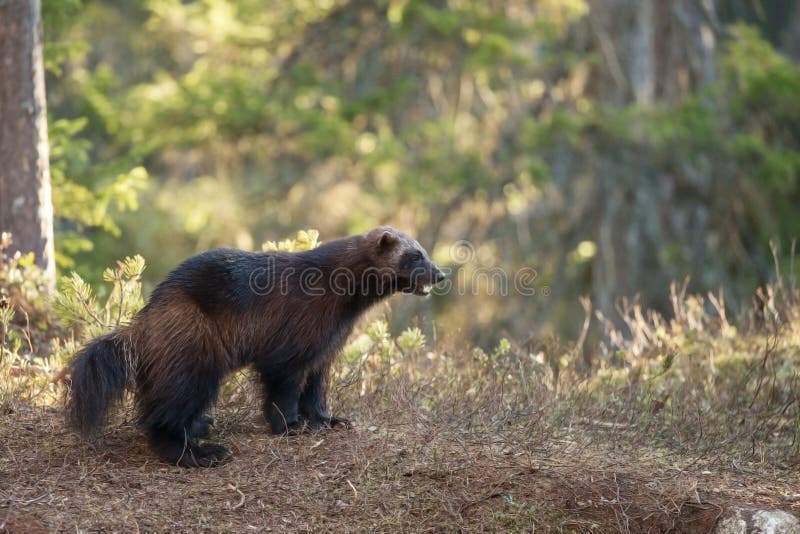 Running Wolverine In Finnish Taiga. Wildlife Scene From Nature. Rare ...