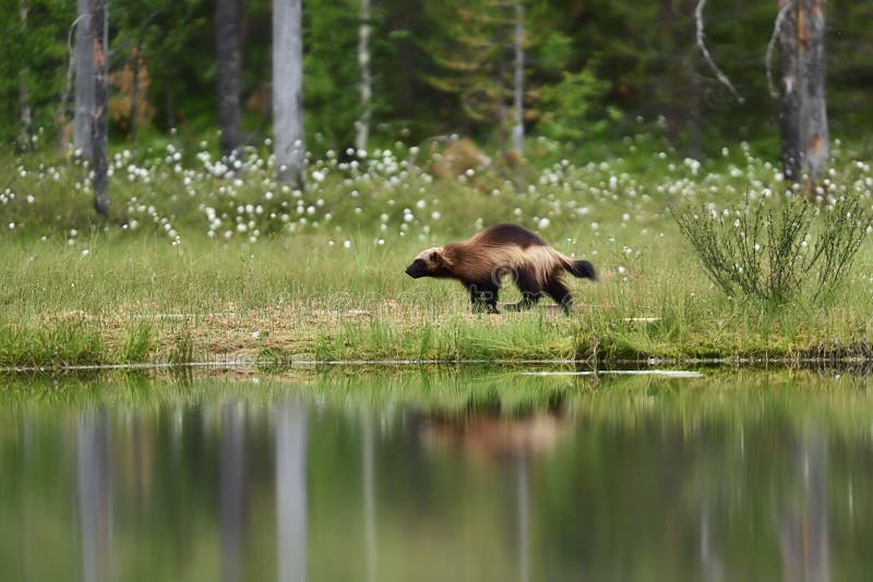 Running Wolverine in Finnish Taiga. Wildlife Scene from Nature. Rare ...