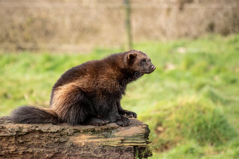 Wolverine sat on a log stock image. Image of tree, brown - 243547777