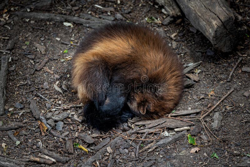 Wolverine Sleeping in the Forest Stock Photo - Image of wildlife ...