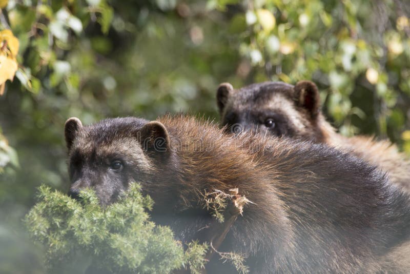 Wolverine dozing on tree stock photo. Image of black - 101119212