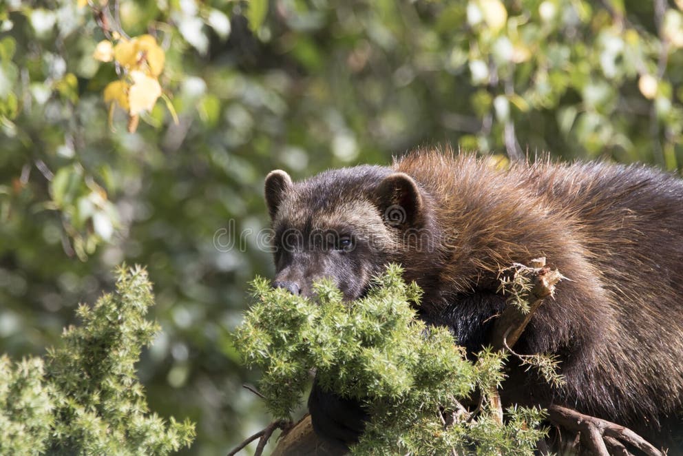 Wolverine dozing on tree stock photo. Image of expressions - 101119616