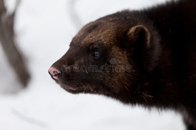 Wolverine stock photo. Image of beast, animals, snow - 13622142