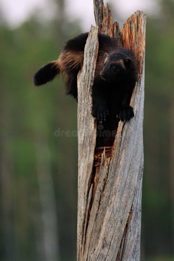 Wolverine climb up a tree stock image. Image of portrait - 28583029