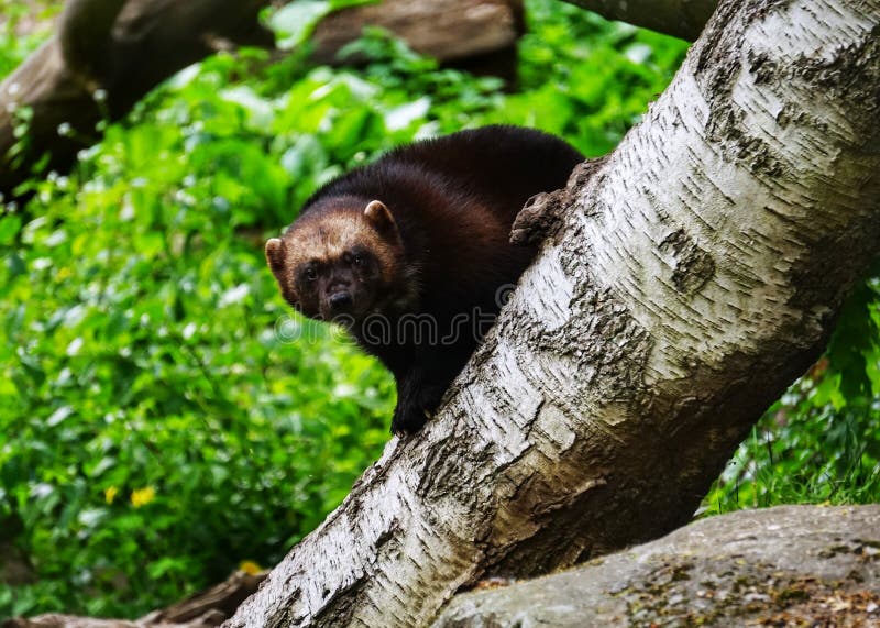 A Wolverine on a Tree Trunk in the Forest Stock Photo - Image of ...