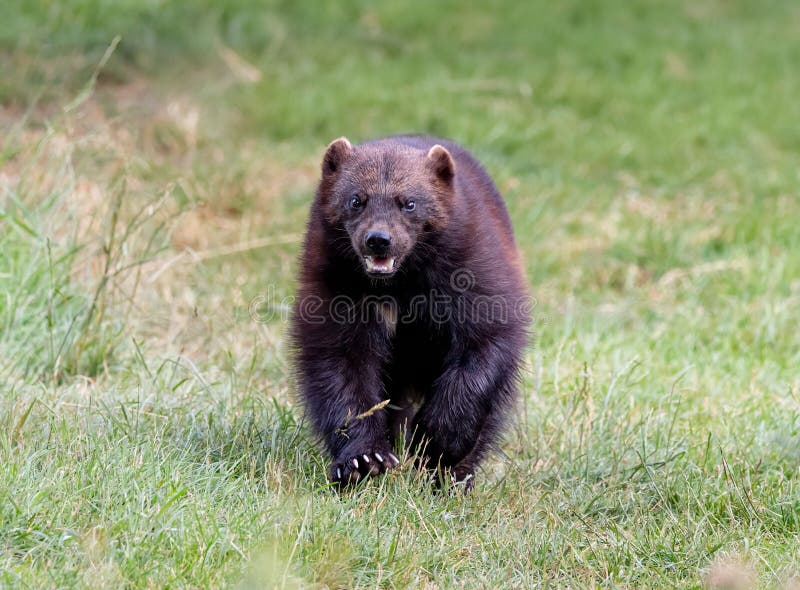 Wolverine Walking through a Grassy Field, Showcasing Its Thick Fur and ...