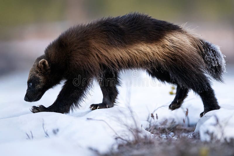 Wolverine Walking Snow Stock Photos - Free & Royalty-Free Stock Photos ...