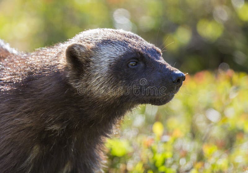 Close-up of a wolverine stock image. Image of wild, mammal - 15137049