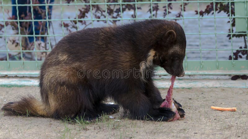 Wolverine stock image. Image of wolverine, mutton, carcajou - 61582359