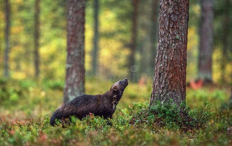 Wolverine in Wild Nature. Natural Habitat Stock Photo - Image of killer ...