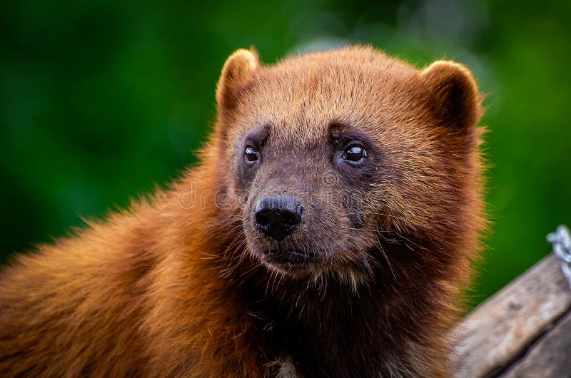 Wolverinus Germanica Stock Photos - Free & Royalty-Free Stock Photos ...