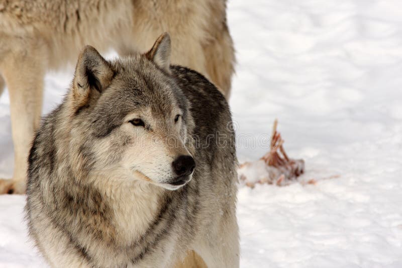 Arctic Wolves Close Together in Winter Stock Image - Image of fauna ...