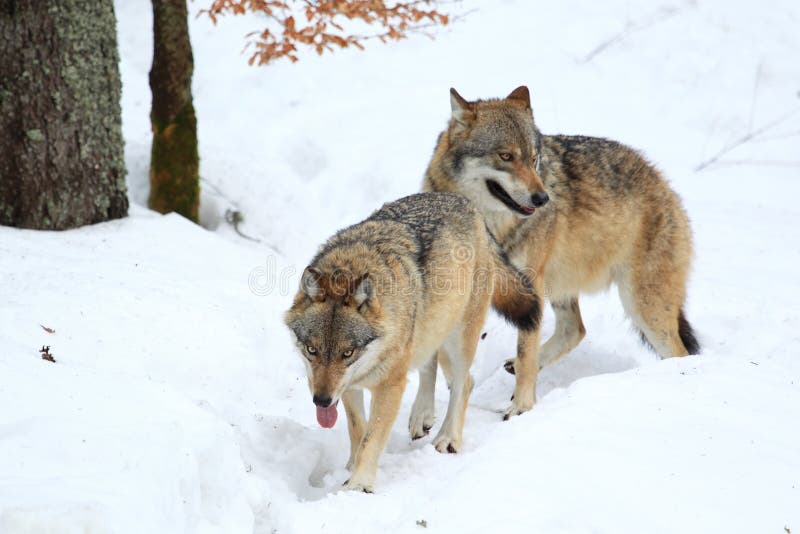 Couple of wolves stock image. Image of pair, predator - 25399755