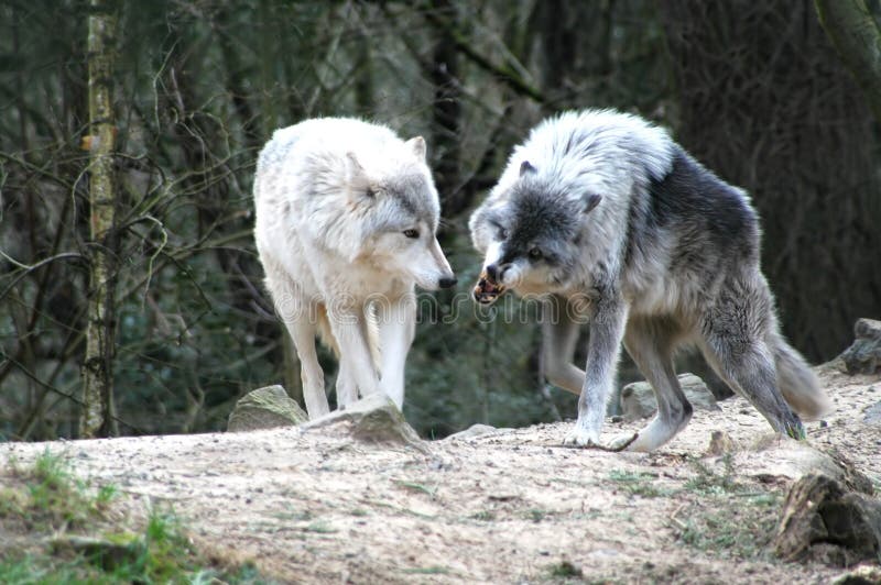 Wolves stock photo. Image of nature, hunt, forest, prowl - 4452346