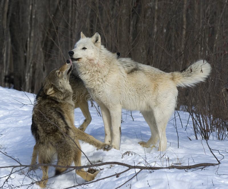 Wolves stock image. Image of pack, timber, cougar, wolves - 5825615