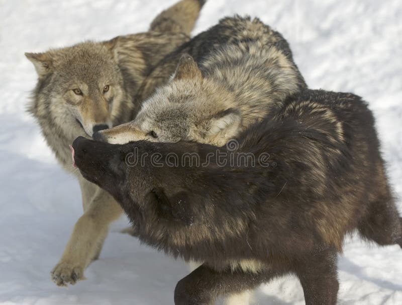 Grey Wolf and Pup stock photo. Image of adult, nuzzle - 15254542