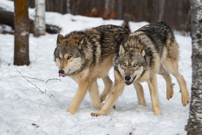 Two Wolves Together Stock Photos - Free & Royalty-Free Stock Photos ...