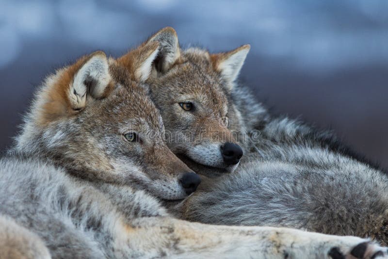 Pack of wolves stock photo. Image of nature, mammal, beauty - 52211356