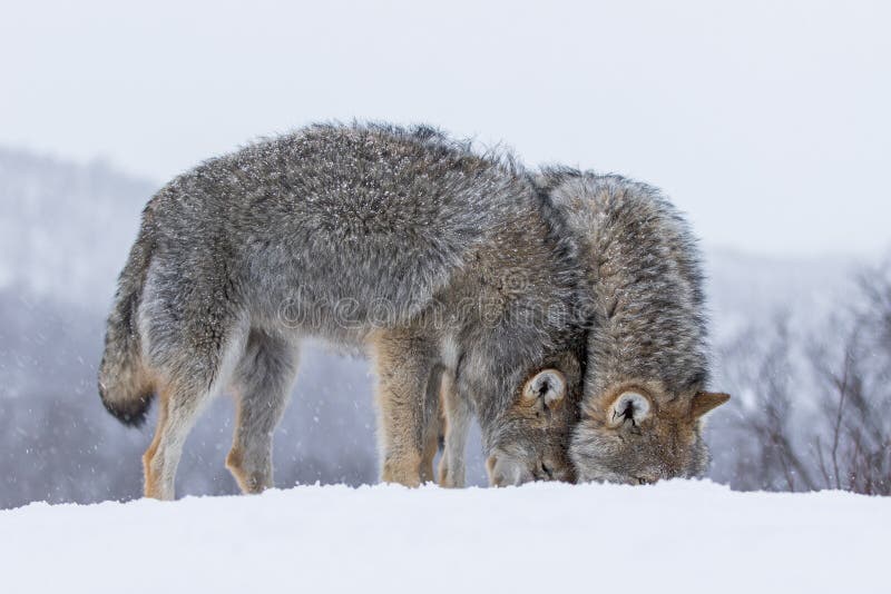 Wolves cuddling stock image. Image of arctic, polar, wolf - 51495793