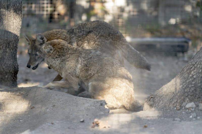 Wolves play after rest stock image. Image of lupus, grey - 159101427