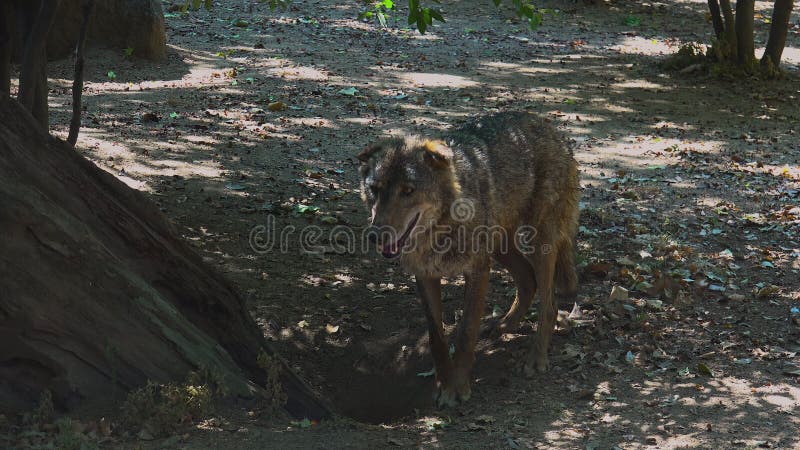 Wolves Digging at the Root of a Tree, with the Mating Ritual Stock ...