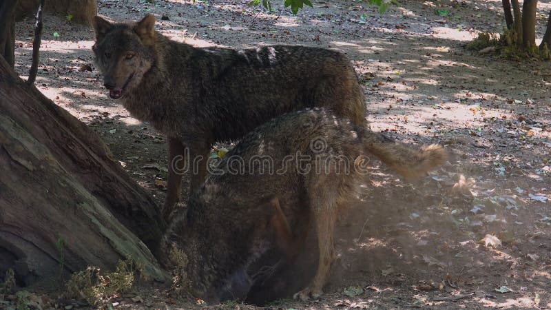 Wolves Digging at the Root of a Tree, with the Mating Ritual Stock ...