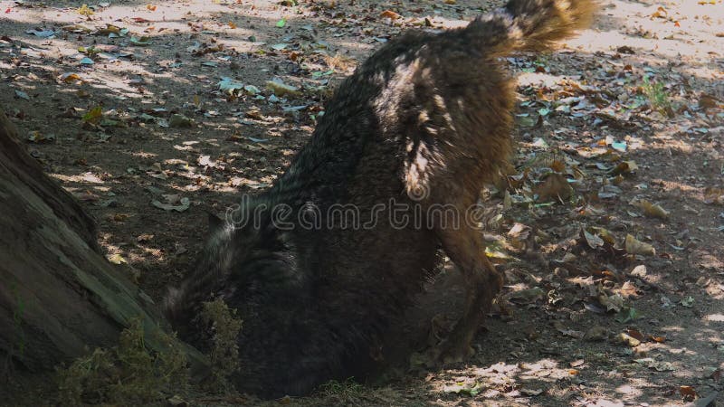 Wolves Digging at the Root of a Tree, with the Mating Ritual Stock ...
