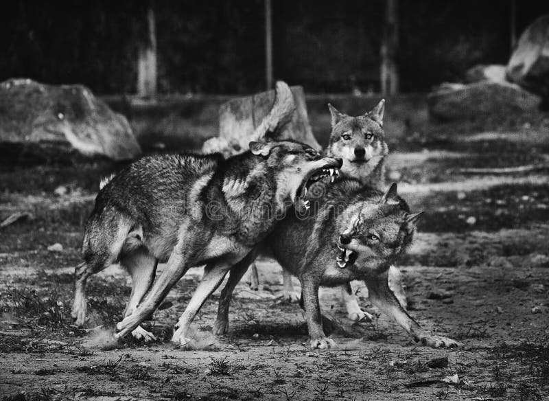 Wolves Fighting for Donimance Stock Image - Image of fight, concepts ...