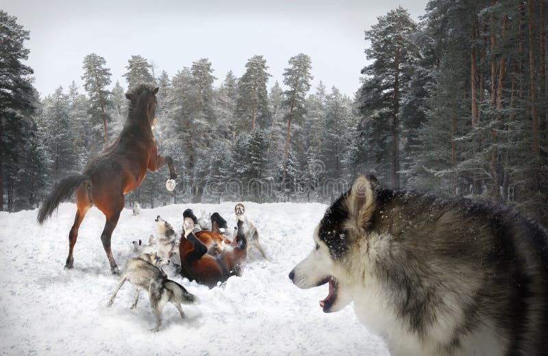 Wolves and horses stock photo. Image of snow, hunting - 83929034