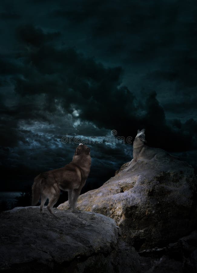 Wolves howl stock image. Image of wolf, tale, howl, muzzle - 4779921