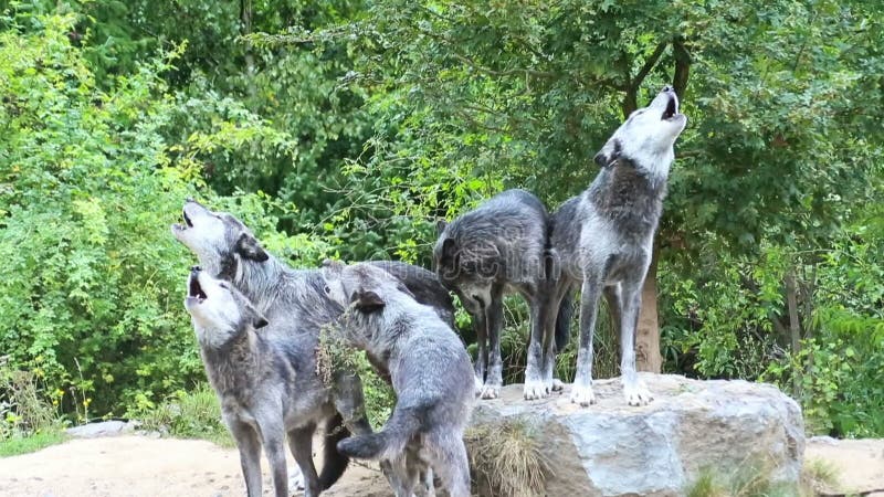 Wolves stock footage. Video of endangered, tree, herd - 43785564