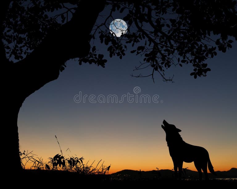 Wolves Howling Under a Tree on a Full Moon Evening Stock Image - Image ...