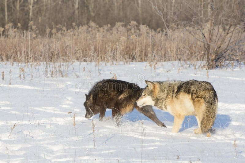 Wolves on the hunt stock image. Image of alpha, predator - 84253555